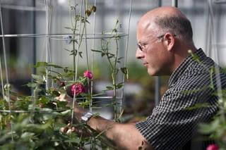 Genetically Modified Flowers That Can Smell Like Anything