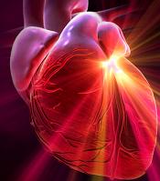 Stem Cells Injected into Heart, Visually Tracked For 12 Months