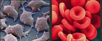 Transforming Your Skin Into Blood (video)