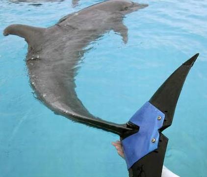 Fuji, the Bionic Dolphin With the Artificial Fin (video)