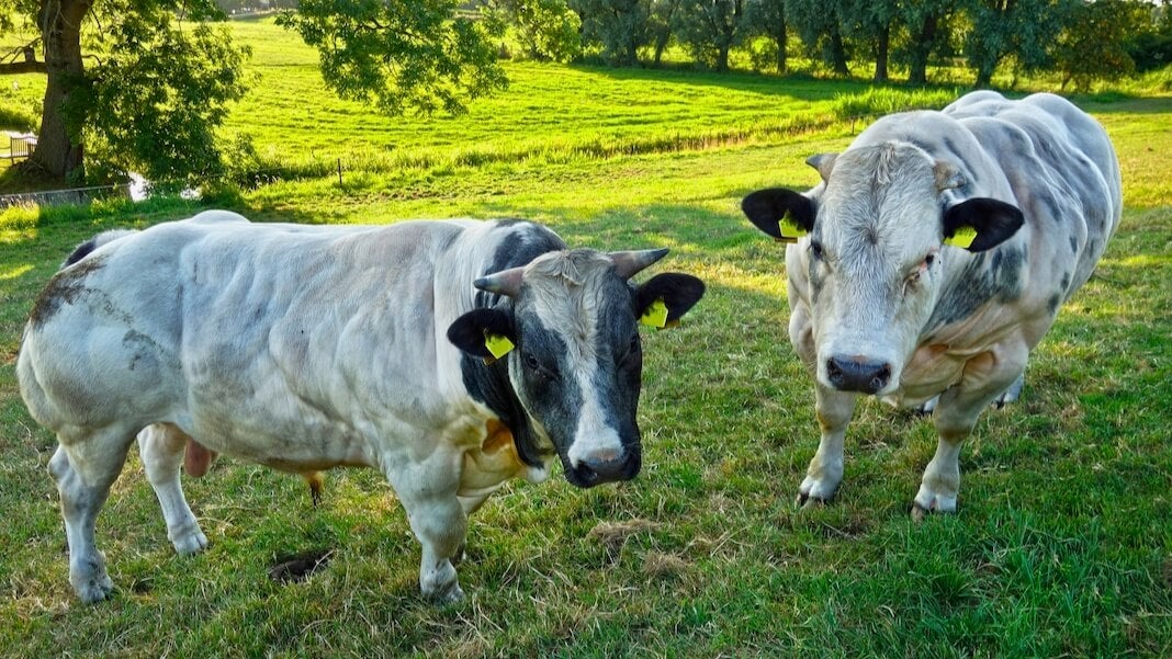 Baby Belgian Blue Bull
