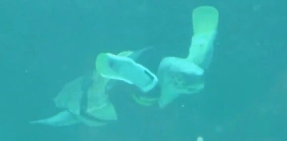 Turtle Receives Prosthetic Flippers, Goes For A Swim