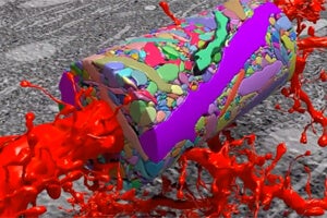 Color-Coded 3D Brain Map Comes to Life in Video
