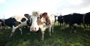 Why Farmers Are Connecting Their Cows to the Internet