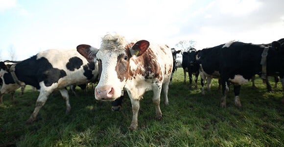 Why Farmers Are Connecting Their Cows to the Internet