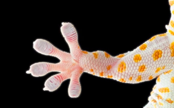 Gecko-Inspired Adhesive Sticks 700 Pounds to a Wall