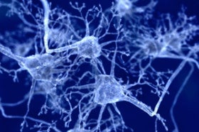 Experimental Rat ‘Brain’ Fighter Pilot May Yield Insights Into How the ...