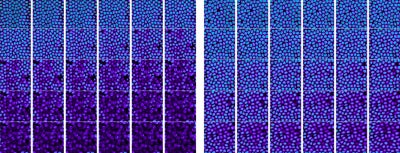 Groundbreaking Microscope Makes 3D Video of Living Cells in Real Time