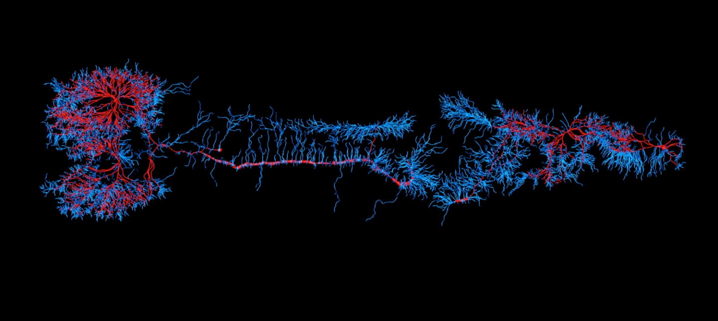 Worm 'Brain' Uploaded Into Lego Robot