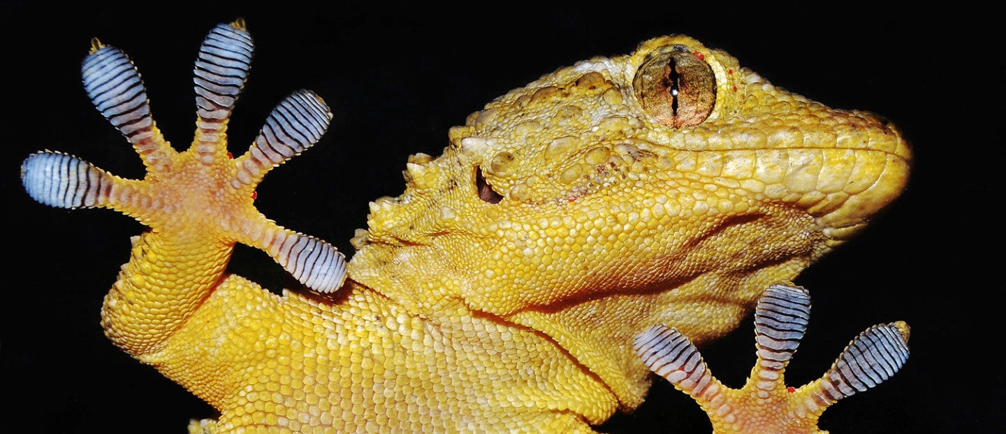 Watch Tiny Gecko Robots Haul Loads Up to 2,000 Times Their Own Weight