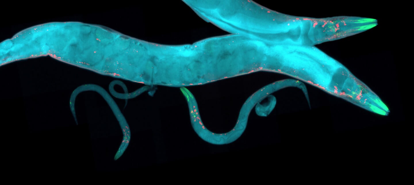 Brain-Controlling Sound Waves Used to Steer Genetically Modified Worms