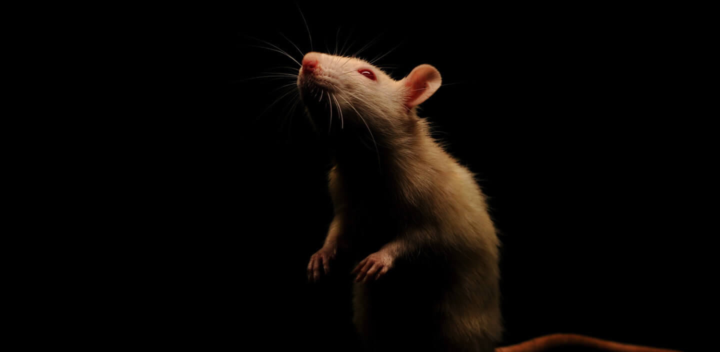 Rats Engineered to See Infrared Light, Use It to Seek Out Water