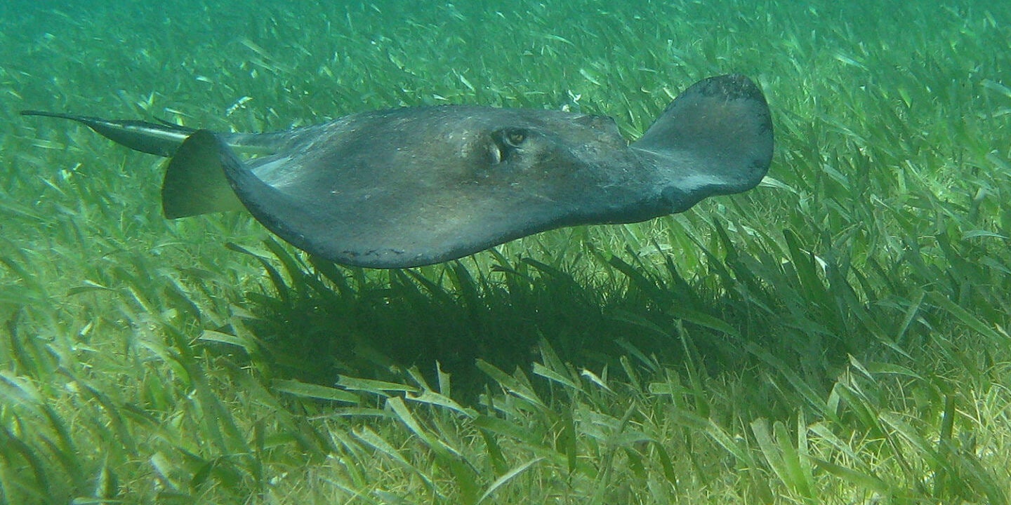 New Robot Stingray Is Part Biological — It's Powered by Living Heart Cells