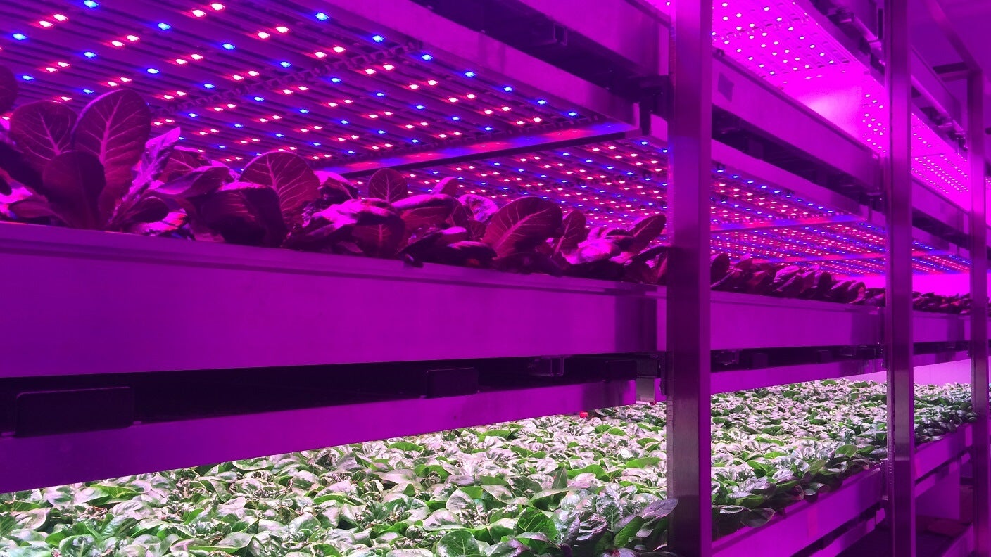 A Behind-the-Scenes Look at Europe’s Huge New Vertical Farm