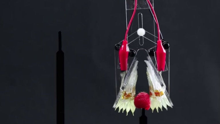 Low-Cost Soft Robot Muscles Can Lift 200 Times Their Weight and Self-Heal