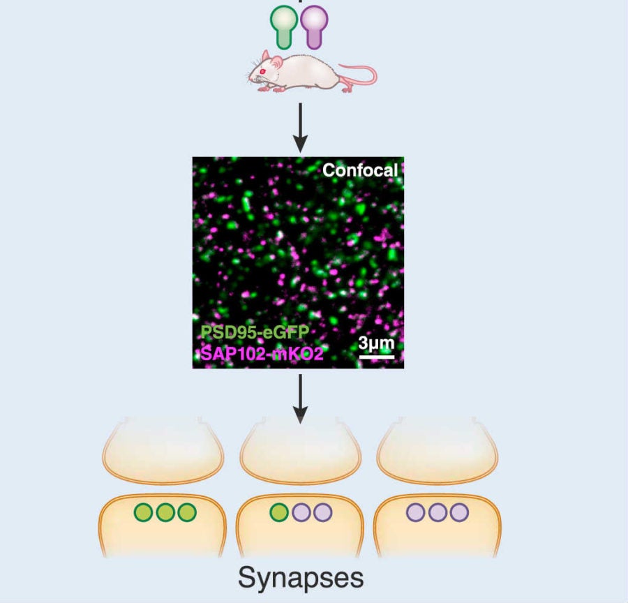 Amazing New Brain Map of Every Synapse Points to the Roots of Thinking