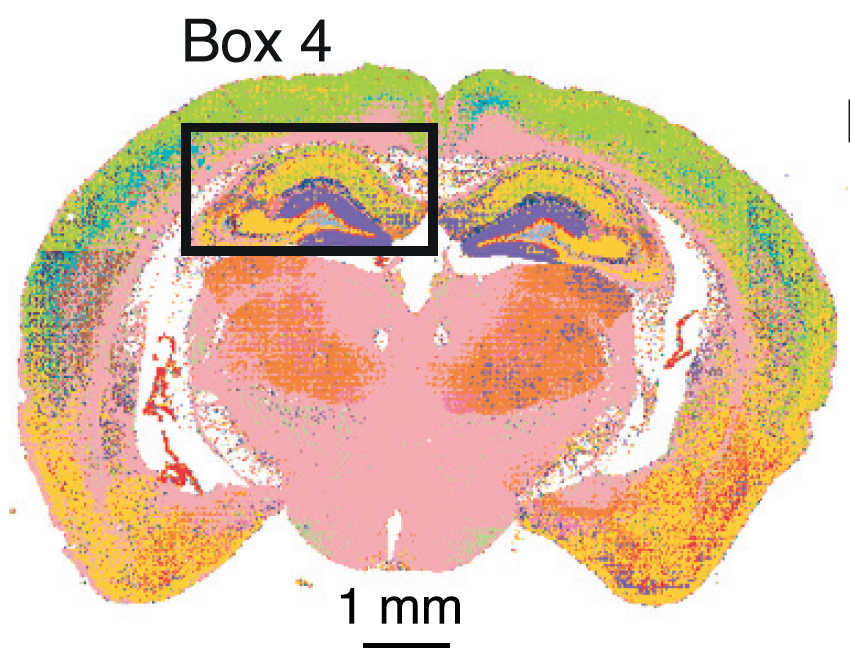 Amazing New Brain Map of Every Synapse Points to the Roots of Thinking