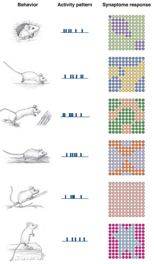 Amazing New Brain Map of Every Synapse Points to the Roots of Thinking