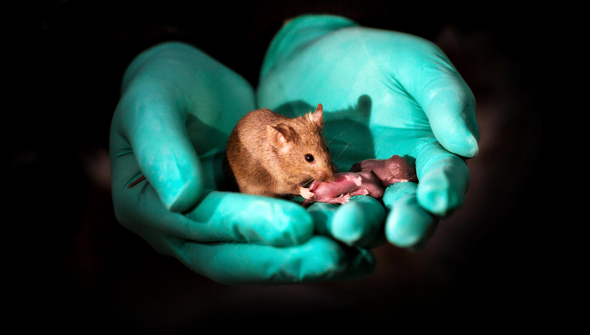 Healthy Mice Born From Same-Sex Parents For the First Time