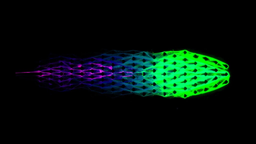 New Lifelike Biomaterial Self-Regenerates and Has a Metabolism