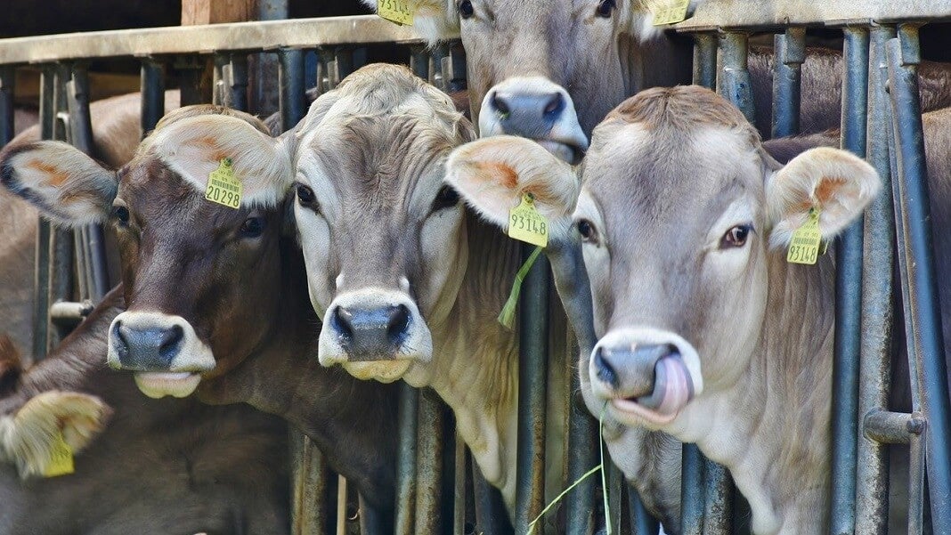 Biotechnology Could Change the Cattle Industry. Will It Succeed?