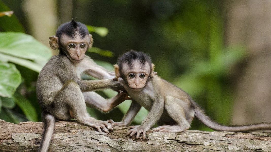 How Scientists Used Ultrasound to Read Monkeys’ Minds