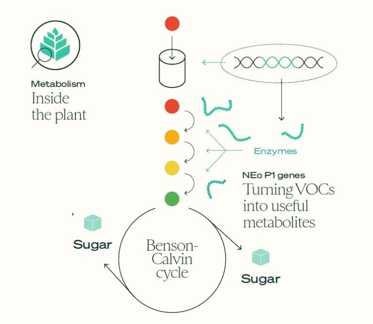 This Engineered ‘Superplant’ Cleans Indoor Air Like 30 Regular Plants