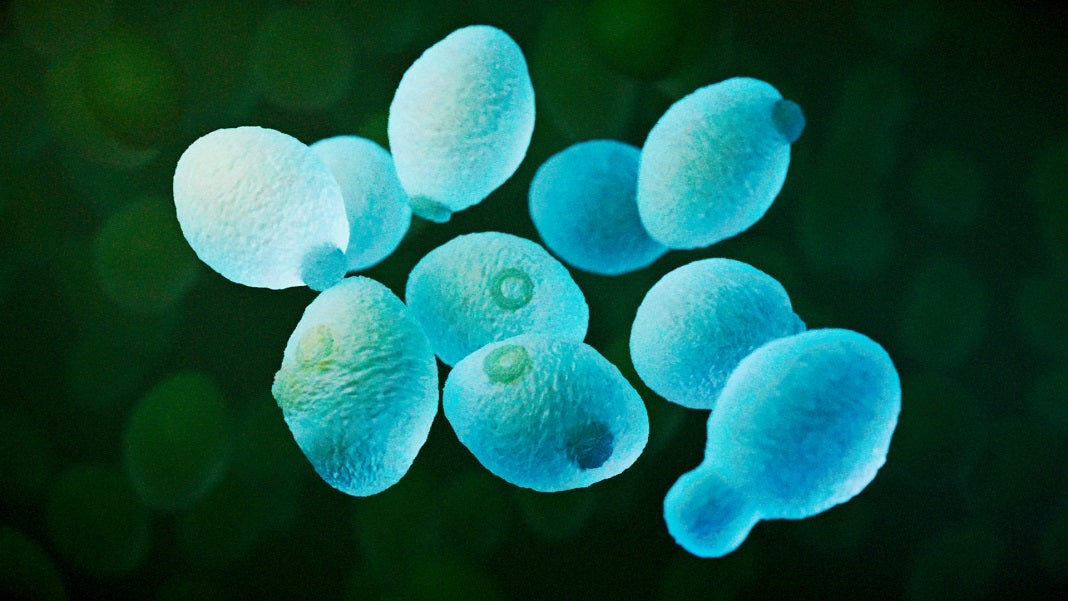 Scientists Nearly Doubled Yeast Cells’ Longevity With a Clever Genetic Hack