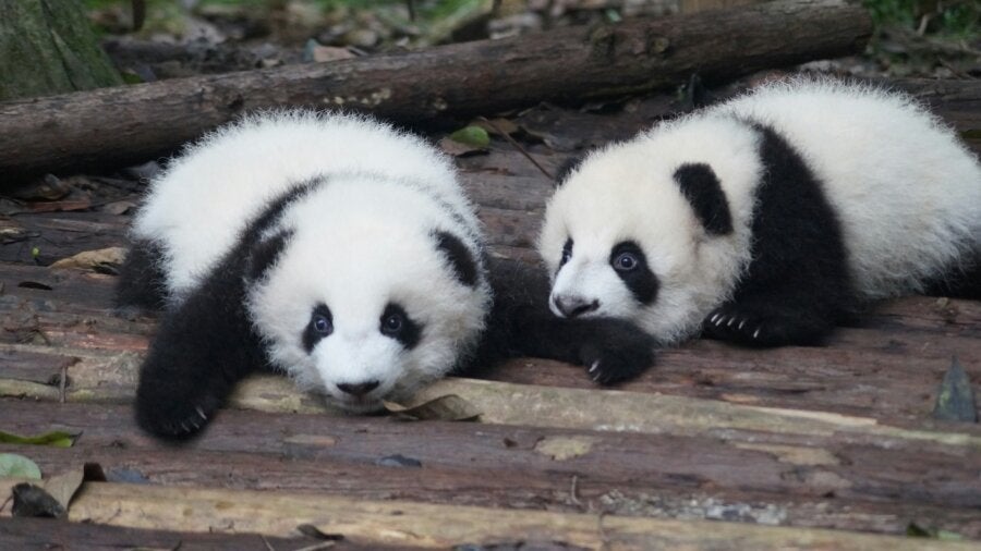First Panda Stem Cells Made in the Lab Bring New Hope for These Beloved ...
