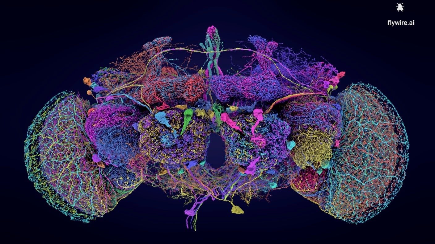 Groundbreaking Brain Map Reveals Fruit Fly Brain in Stunning Detail