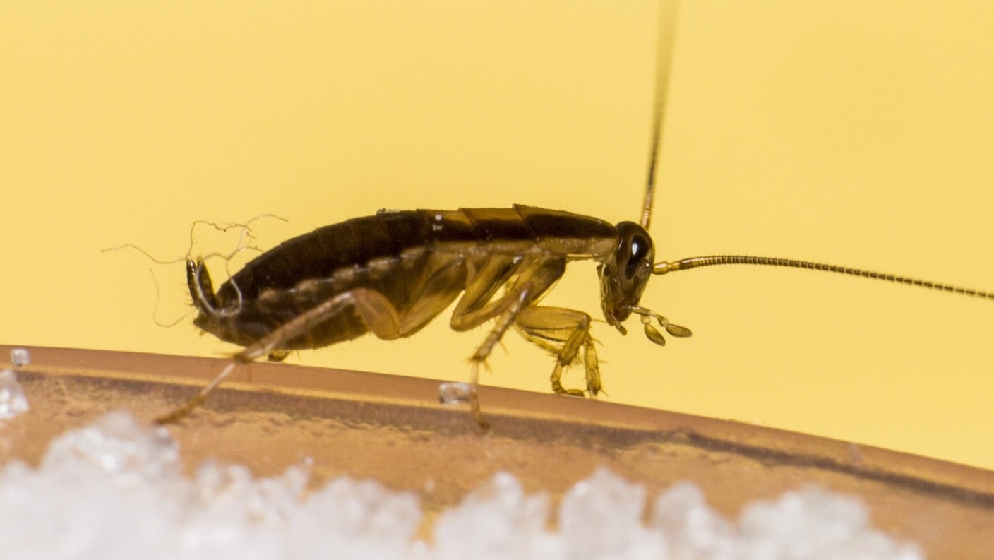 Automated Cyborg Cockroach Factory Could Churn Out a Bug a Minute for ...
