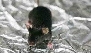 Scientists Create Mice That Can't Feel Cold