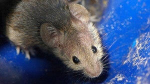 Lab Grown Retinal Cells Implanted Into Blind Mice - And They Work