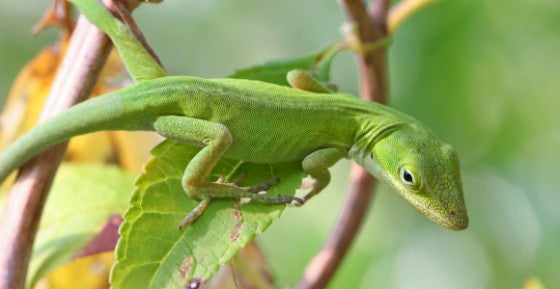 Unlocking the Mystery of Limb Regeneration: Genes for Lizard Tail ...