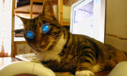 When Do We Get Catbots? We Have the Technology