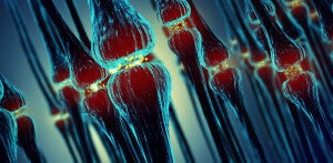 The Secret to the Brain’s Memory Capacity May Be Synapse Size