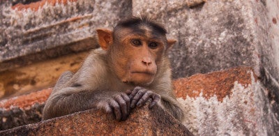 Watch Monkeys Drive Wheelchairs With Just Their Thoughts