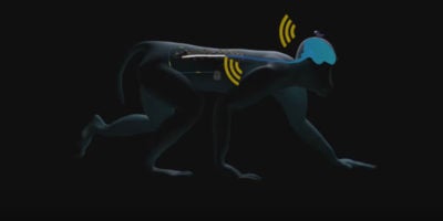 Artificial Spinal Cord Wirelessly Restores Walking in Paralyzed Monkeys