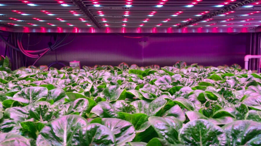 A Behind-the-Scenes Look at Europe's Huge New Vertical Farm