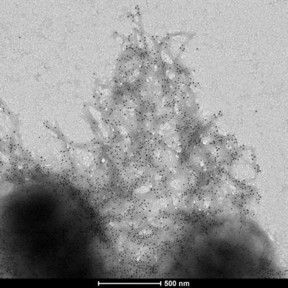 This 'Living Touch Screen' Is Made out of Bacteria and Gold