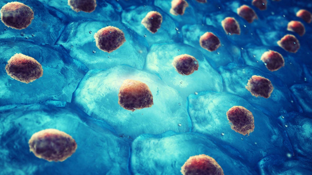 Transdifferentiation Can Create an Endless Supply of Brain Cells—and Fast