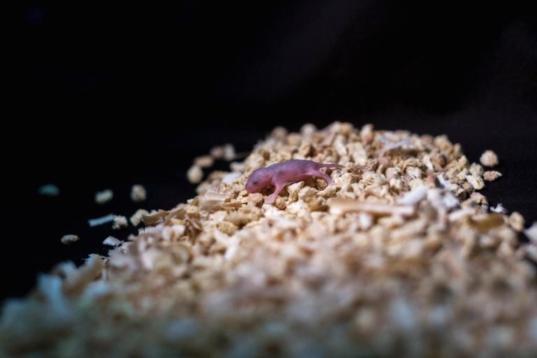 Healthy Mice Born From Same-Sex Parents For the First Time