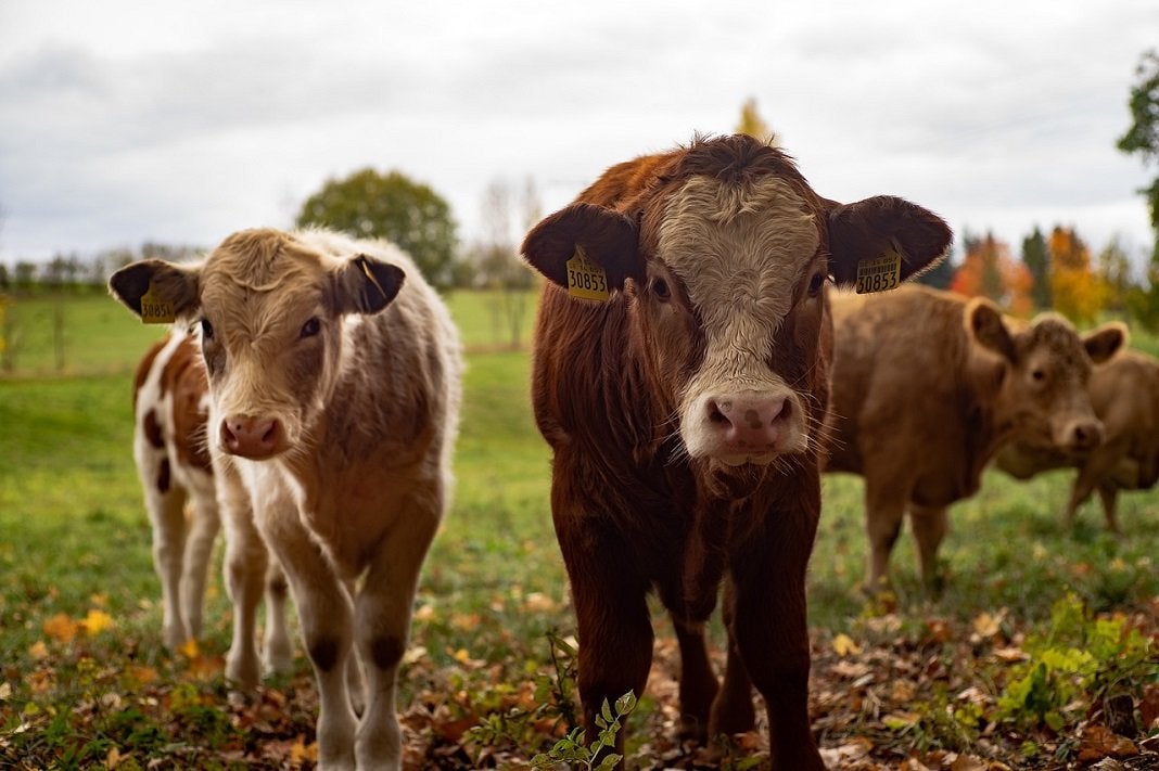 CRISPR Just Created a Hornless Bull, and It's a Step Forward for Gene ...
