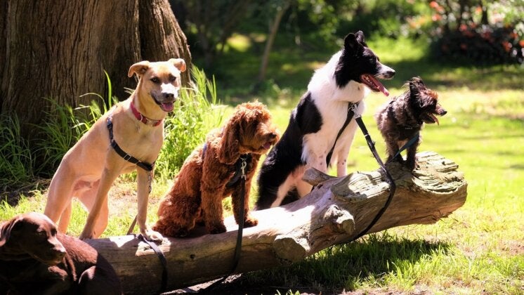 The Dog Aging Project Will Study Longevity in 60,000 Pups