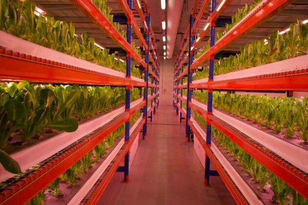 The World's Biggest Vertical Farm Just Opened in Dubai