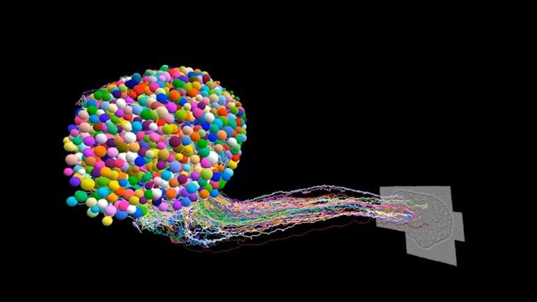 The First Complete Brain Map of an Insect May Reveal Secrets for Better AI