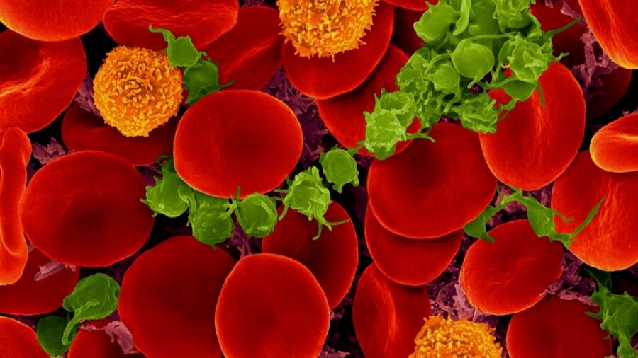 Scientists Find a Surprising Way to Transform A and B Blood Types Into ...